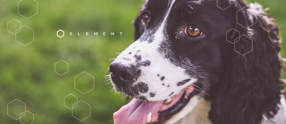 Pets of Element | ELEMENT